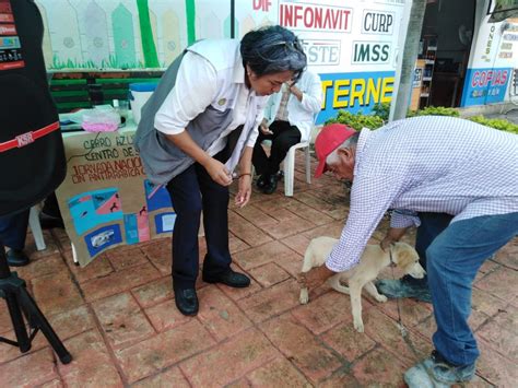 El Heraldo De Tuxpan Inmunizan Perro Y Gatos