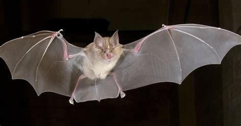 [사이언스샷] 박쥐가 코로나 걸리지 않는 까닭은