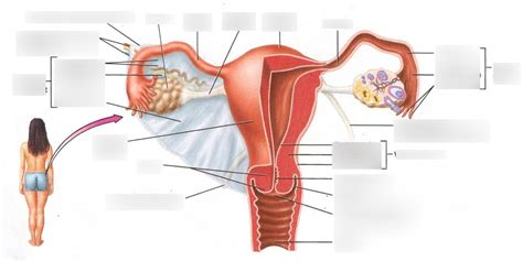 Posterior View Female Reproductive Organs Diagram Quizlet