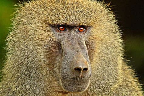 African Baboons