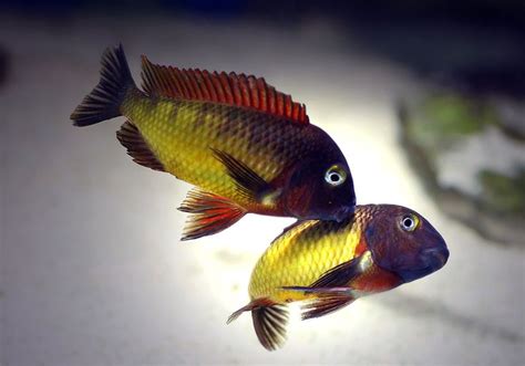 Tropheus Cichlid