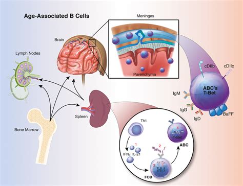 Overview Of Age Associated B Cells Abcs Including A Schematic Of Download Scientific Diagram