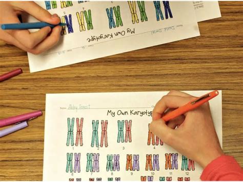 Karyotyping Definition Steps Procedure And Applications Genetic