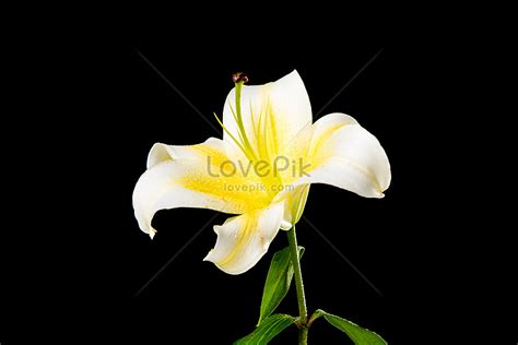 백합 검은 배경 사진 무료 다운로드 Lovepik