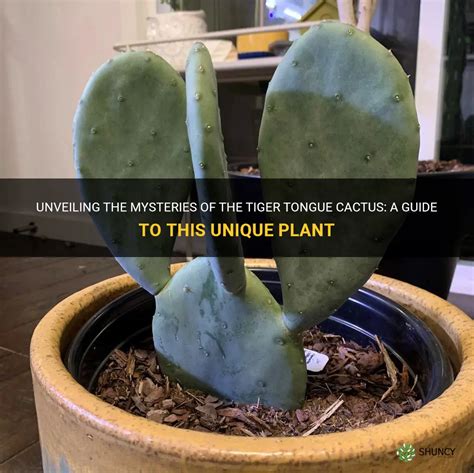 Unveiling The Mysteries Of The Tiger Tongue Cactus A Guide To This