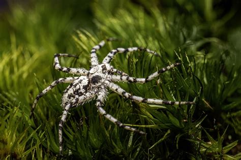 Spider Arachnid Insect Free Photo On Pixabay