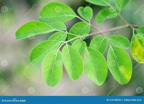 Kelor Merunggai Moringa Oleifera Drumstick Tree Horseradish Tree