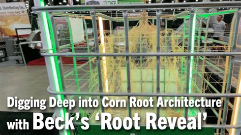 Video Digging Deep Into Corn Root Architecture With Becks ‘root Reveal