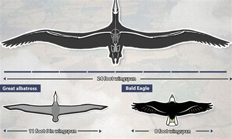 Albatross Vs Condor Albatrosses Facts About The Biggest Flying Birds