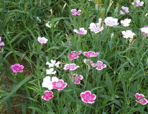 五彩石竹种植方法 草花种植 新闻中心 济宁百利鑫草业有限公司