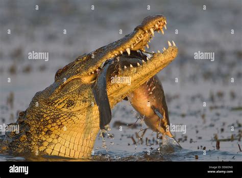 Goliath Tiger Fish Eating Crocodile