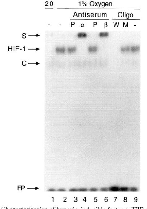 Purification And Characterization Of Hypoxia Inducible 54 Off