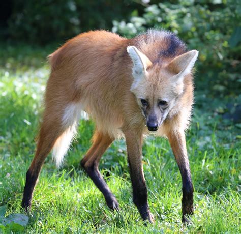 10 Amazing Facts About The Unique Maned Wolf Doggodigest