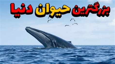بزرگترین حیوان دنیا حقیقت های شگفت انگیز درباره نهنگ آبی Youtube