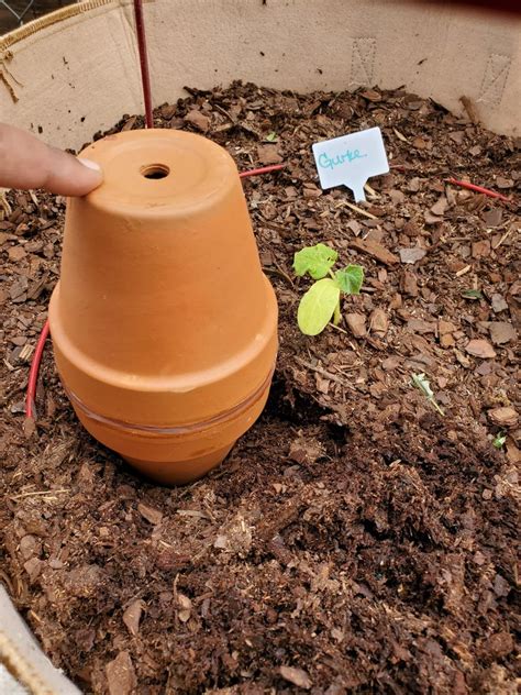 How To Make Diy Ollas Low Tech Self Watering Systems For Plants