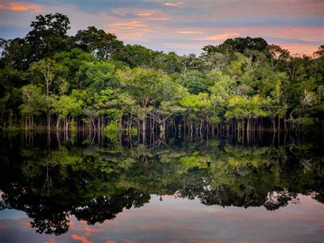 La Tierra perdió un área de selva equivalente a un campo de fútbol cada