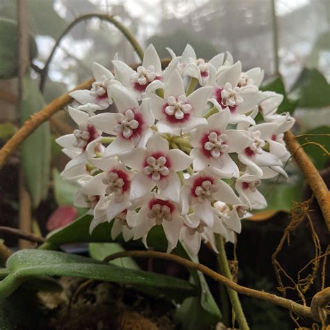 Hoya Calycina ‘stargazer Carnivero