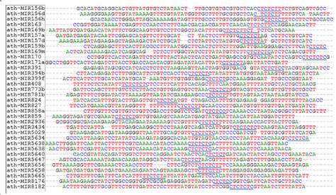The Ct Dinucleotide Ssr Bearing Pre Mirnas In Arabidopsis Thaliana With