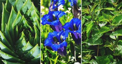 28 Powerful Medicinal Plants To Plant In Your Garden
