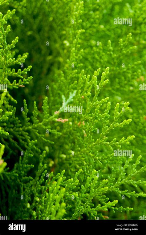 Tuya Hi Res Stock Photography And Images Alamy