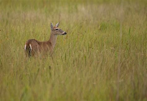 Premium Photo A Deer In A Field Of Tall Grass