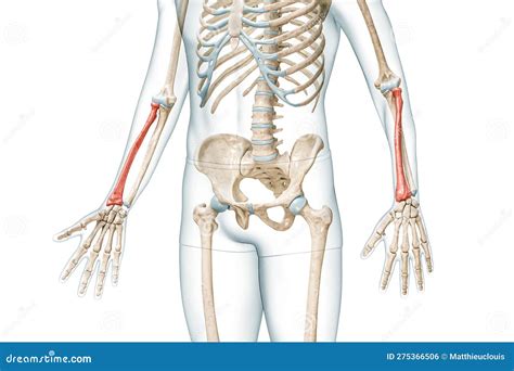 Radius Forearm Bone In Red Color With Body 3D Rendering Illustration