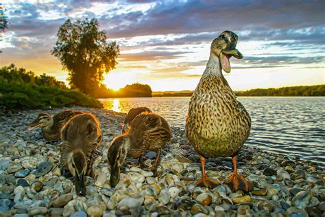 Duck Chick Ducklings Water Free Photo On Pixabay