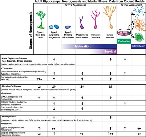 Neurogenesis A Potential Cure For Mental Disorders And Neurological