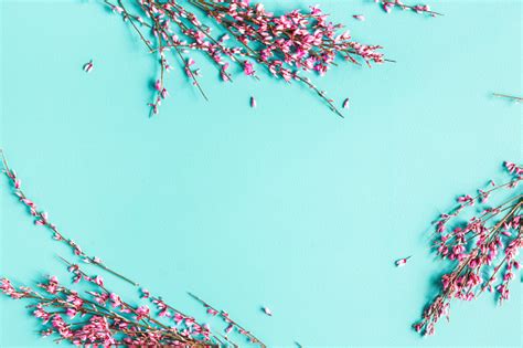 꽃 조성물 파란색 배경에 분홍색 꽃입니다 플랫 레이 상단 보기 복사 공간 0명에 대한 스톡 사진 및 기타 이미지 0명 3월