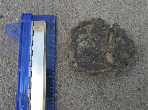 Algae Fossil Id The Fossil Forum