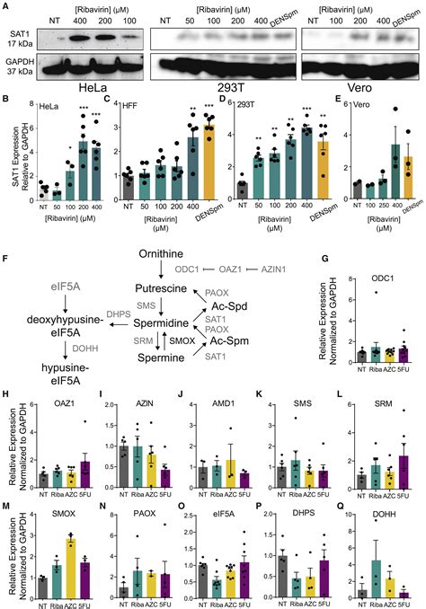 Ribavirin Induces Polyamine Depletion Via Nucleotide Depletion To Limit
