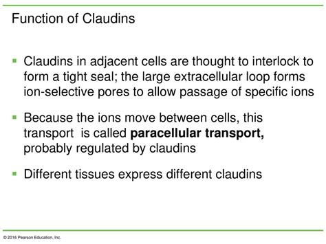 Chapter 15 Beyond The Cell Cell Adhesions Cell Junctions And