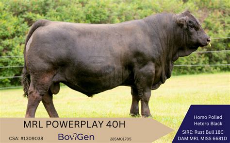 Mrl Power Play 40h Bovigen Genetic Services