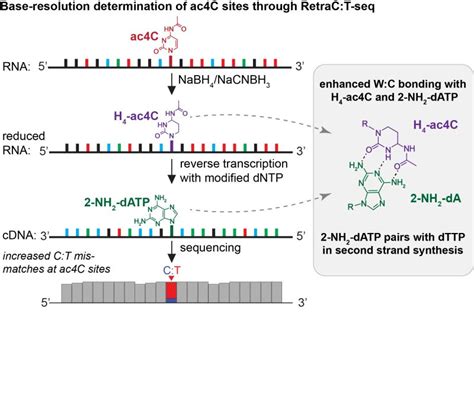 Rna Society Journal On Linkedin Enhanced Ac4c Detection In Rna Via