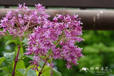 粗茎倒挂金钟Fuchsia arborescens 花卉图片网