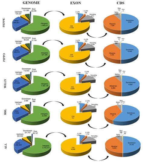 Annotation Of The Identified Single Nucleotide Polymorphisms Snps And