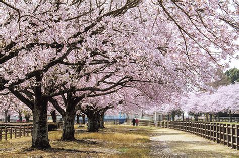 はがまち観光フォトコンテスト2021 芳賀町観光協会 公式サイト｜haga A Good Time～はがまちで楽しいときを～