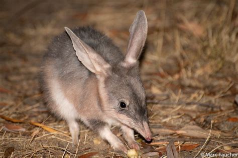 Greater Bilby The Australian Museum
