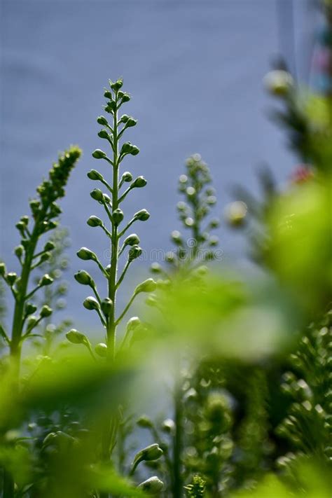 Close Up Of Delphinium Plant In A Garden With Blue Flowers Foxglove