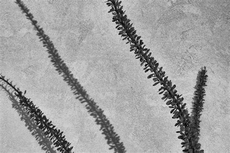 무료 이미지 검정색과 흰색 선 그림자 단색화 Bw 흑백 사진 5184x3456 206220 무료 이미지