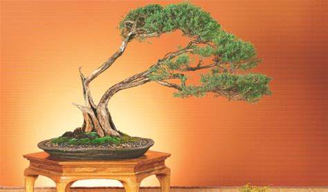 Repotting Services Ray Nesci Bonsai Nursery