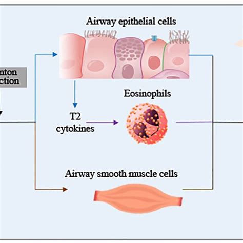 A Flow Through Of Iron Metabolism In A Healthy Versus Download