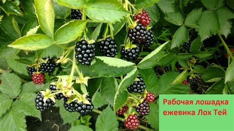Ежевика Лохтей Описание Сорта Фото – Telegraph