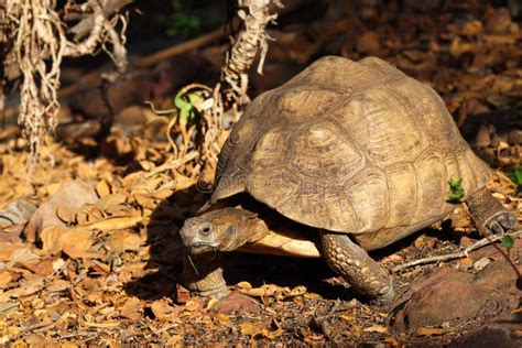 Leopard Tortoise In Natural Environment Stigmochelys Pardalis Stock
