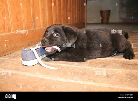 Puppy Chewing My Shoe Stock Photo Alamy