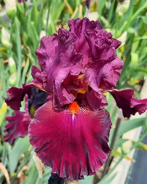 Picante Annies Irises