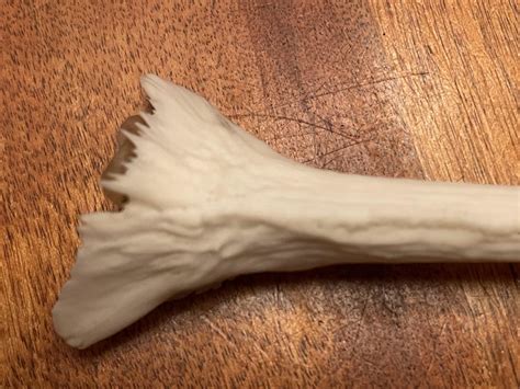 Bone Found In Pnw R Bonecollecting