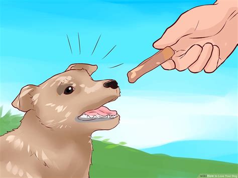 Womens Relationship Blogs How To Get Your Dog To Love You Wikihow