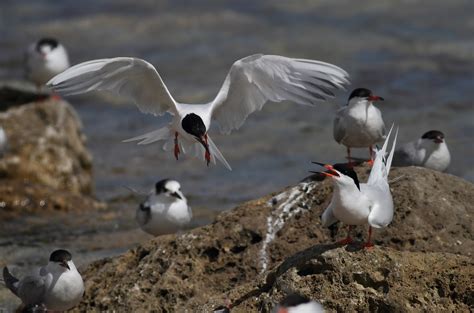 South Tyneside Birder Sometimes When I Can