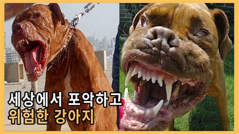 세상에서 제일 위험하고 포악한 개 Top10 Youtube